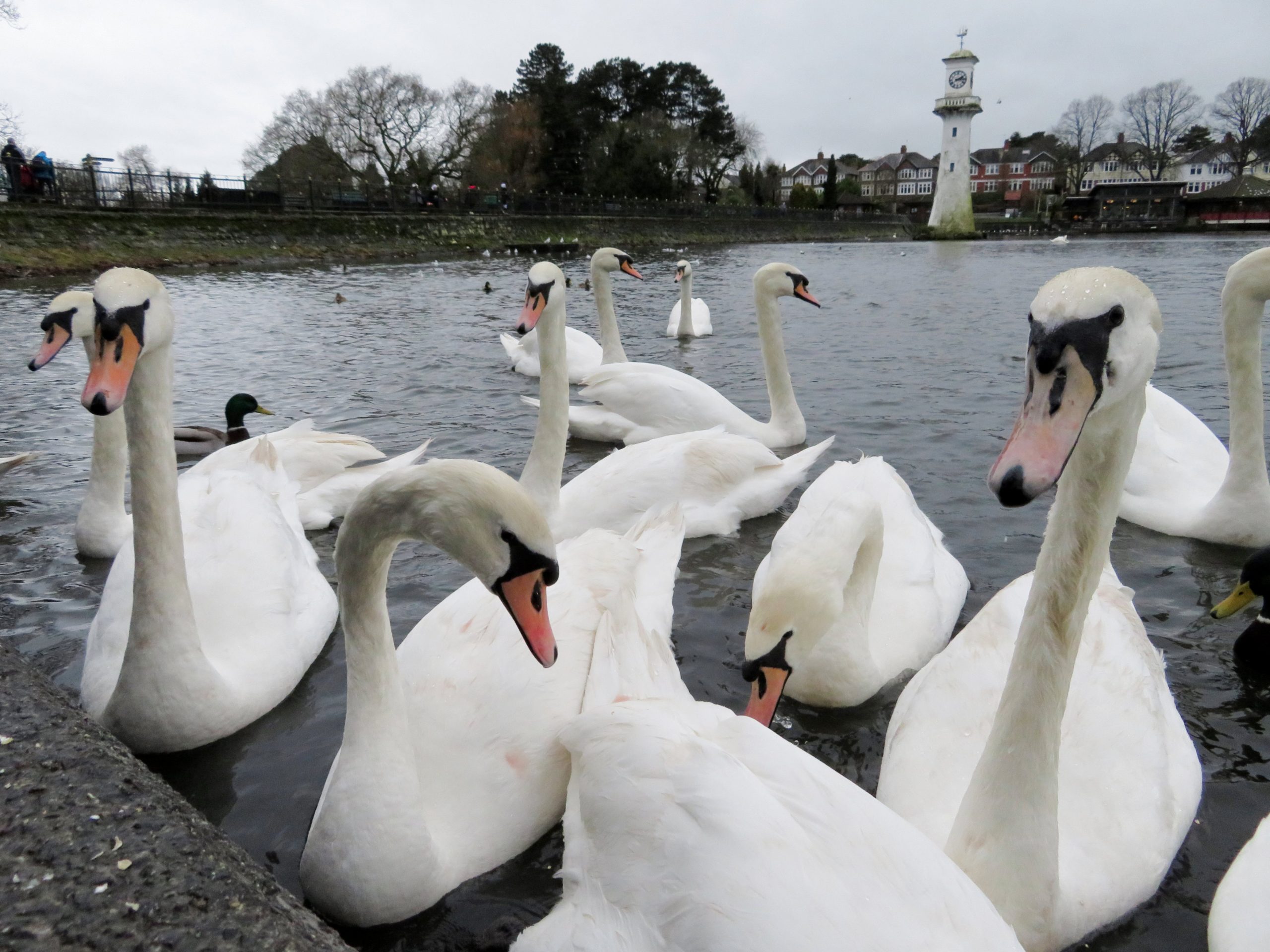 Bird Flu Case Confirmed Amid Rising Bird Deaths in Cardiff - Gair Rhydd